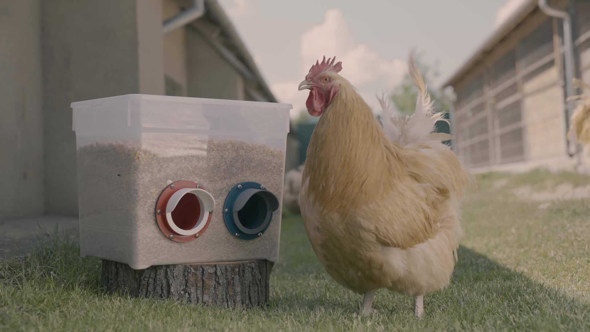 Animal Feeders Poultry Chicken Quails Roosters Ducks Feeding System ...