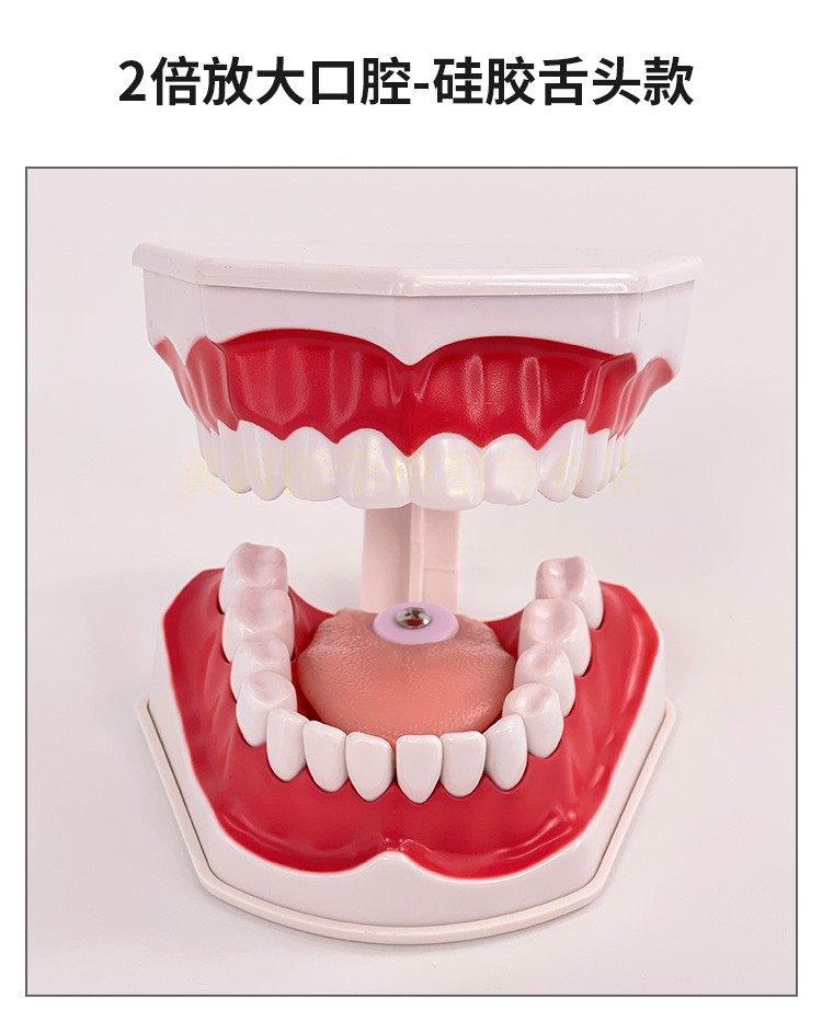 Advanced 6x large nursing tooth model tooth model