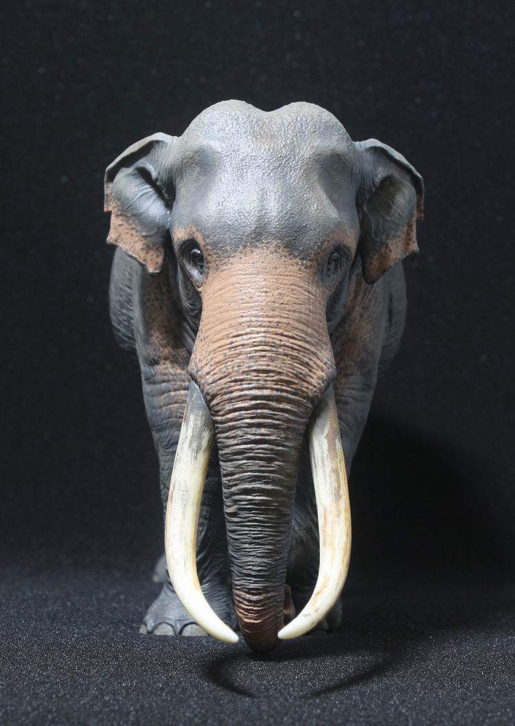 (Dafei GK Studio) Famous Asian elephant-Lin Wang model hand-made