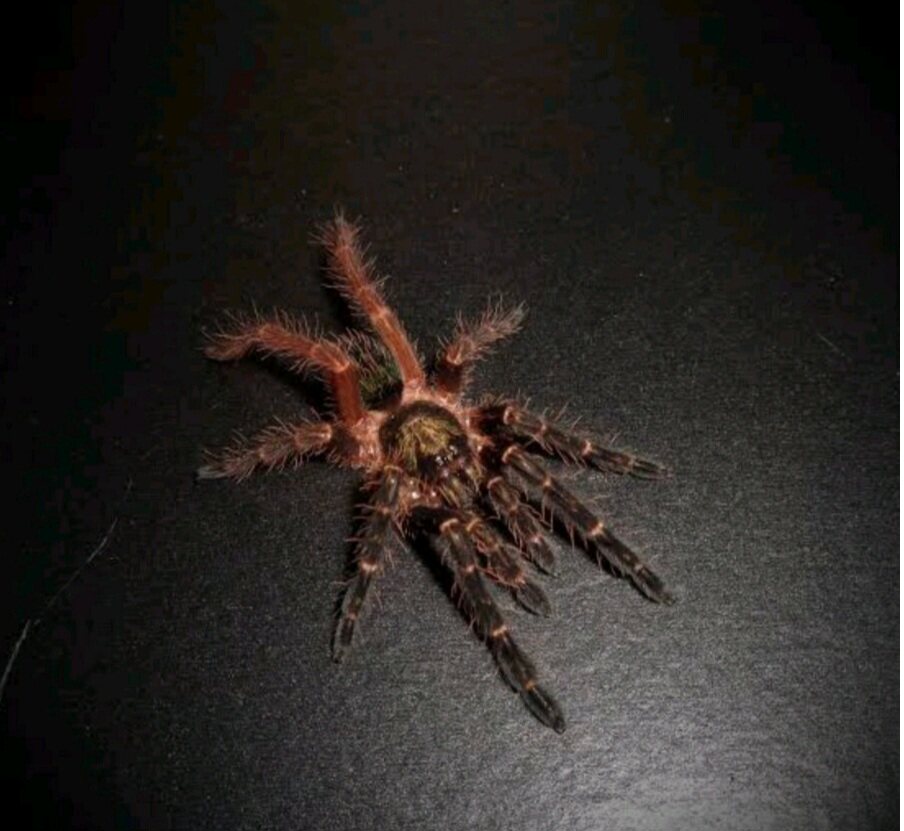 红毛排骨蜘蛛迷倒万千虫友！Ephebopus rufescens EP属的神秘魅力大揭秘！-蜘蛛-淘宝好物网