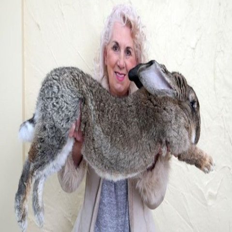 2018 New breed of giant rabbit Belgian big rabbit seedling rabbit live ...