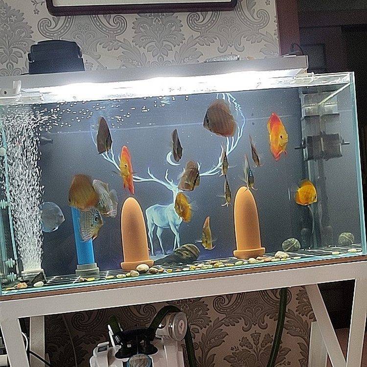 [USD 6.73] Seven Color Fairy Fish Breeding Can Laying Can Swallowfish ...