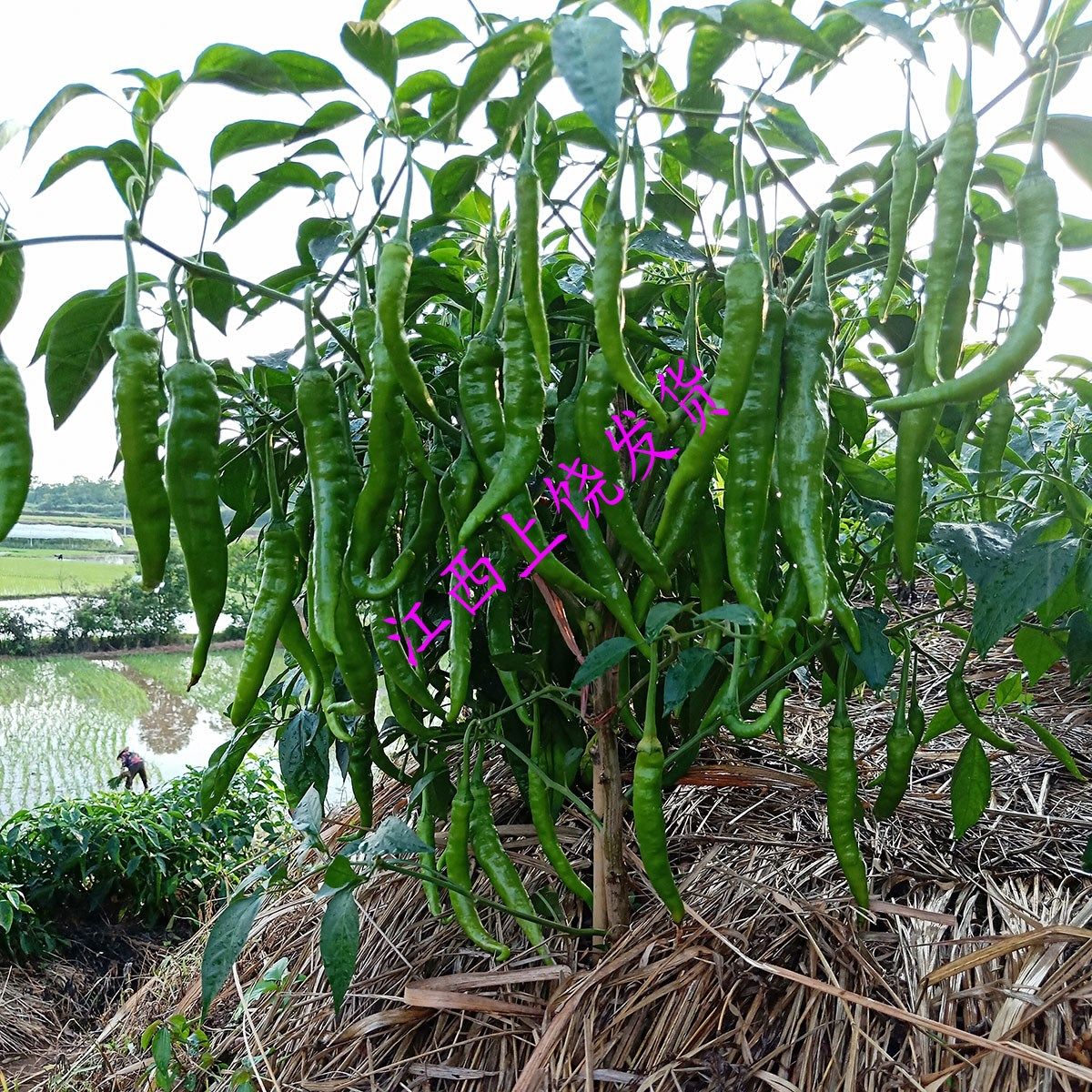 Non-genetically modified high-yield and improved seeds can be reserved ...