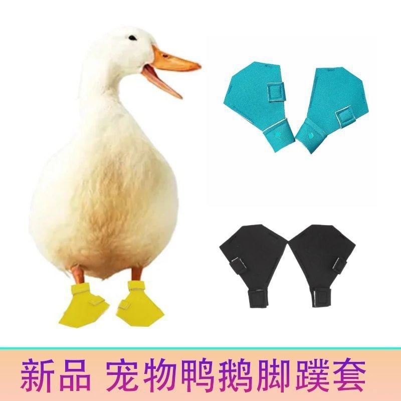 A must-buy for 25 years! cole duck shoes non-slip breathable pet shoes ...
