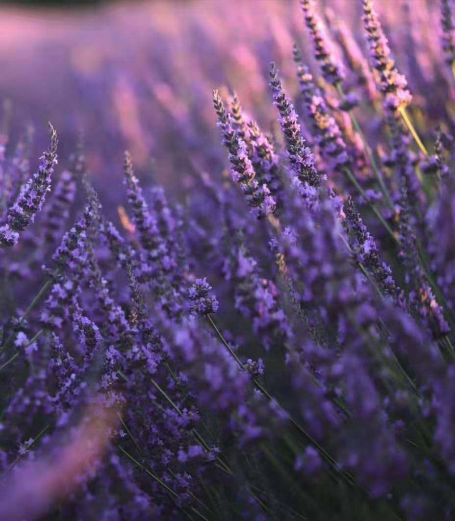 🌿 Spike lavender essential oil | Natural fragrance, relax your body and ...