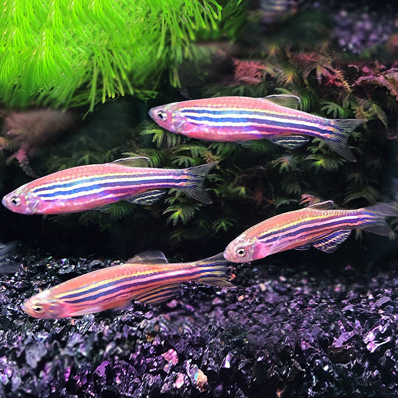 [USD 5.64] Zebrafish zebrafish living body Colorful red zebrafish blue ...