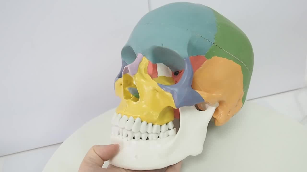 Colored Simulated Pvc Plastic Anatomy Medical Human Skull Bone Model ...