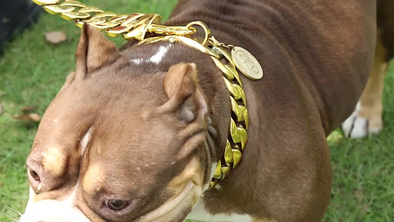 Wholesale Luxury Gold Choke Key Collar Pitbull Large Neck Collars Dog ...