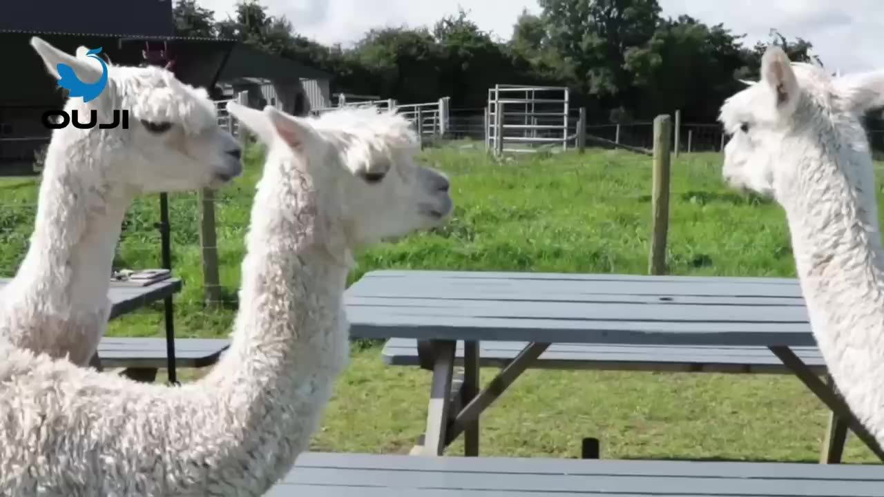 Alpacas Your New Cuddle Hat And Scarf Chunky Rib Knit Alpaca Wool ...