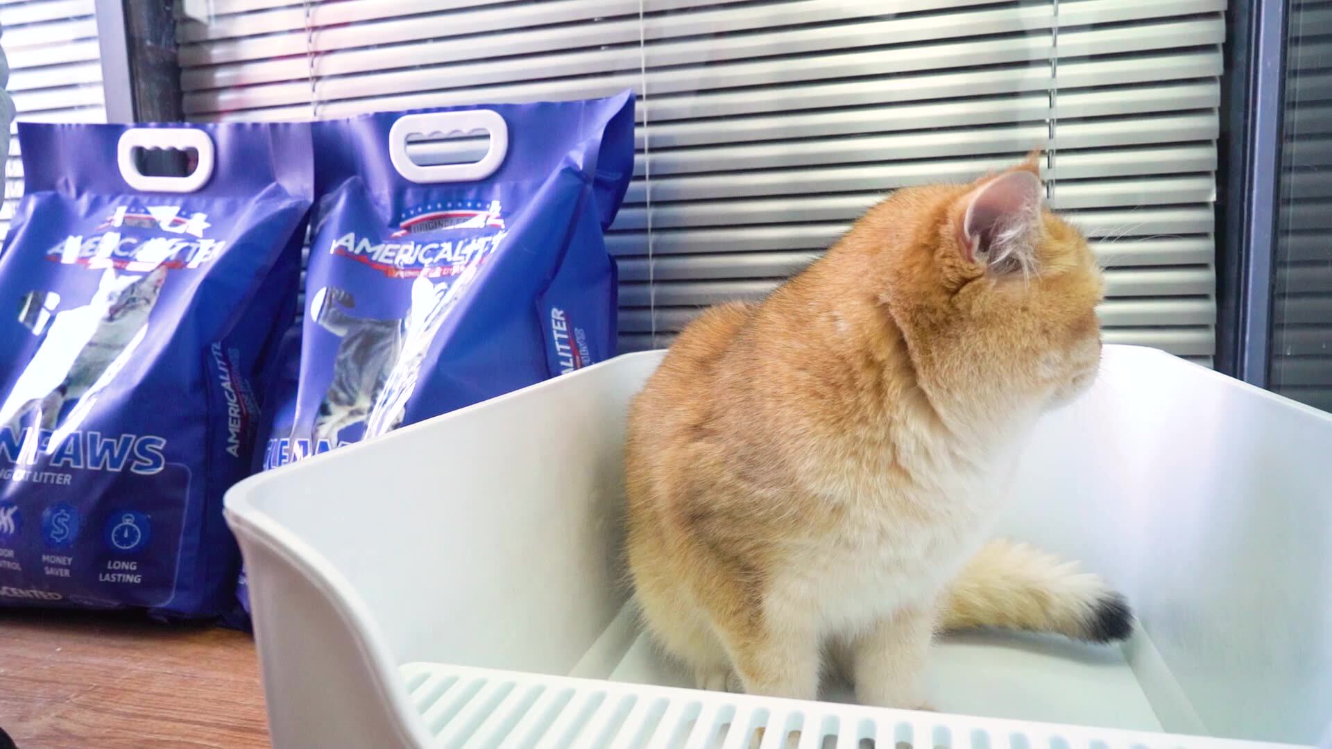 Solid Clump Bentonite Cat Litter Low Dust Hard Clumping Odorless Odor ...