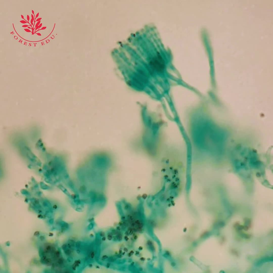 Forest Biology Teaching Penicillium Microscope Slide Microbial And ...