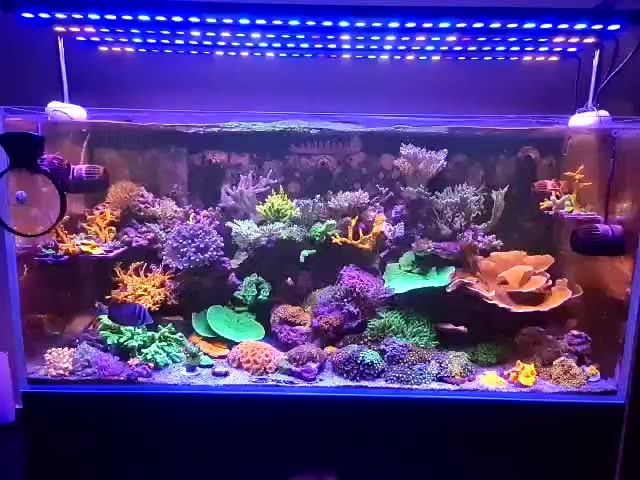 Wifi App Control Dimmable Dual Core 5w Led Aquarium Light 2ft 3ft 4ft ...