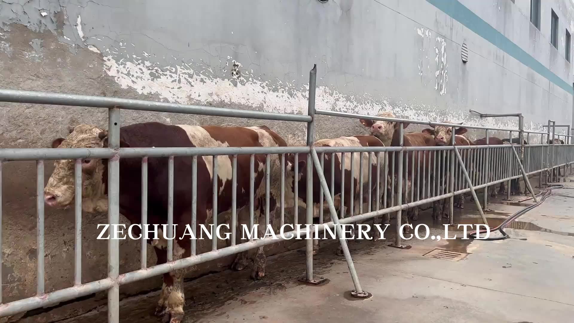 Sample Retail Halal Buffalo Abattoir Machinery Plant Cow Slaughtering ...