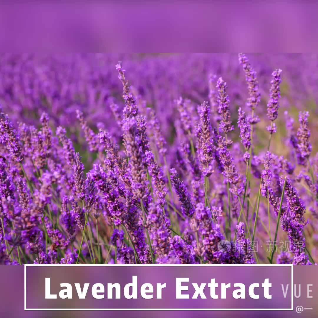 Lavender Extract Powder 10:1 20:1 - Buy Lavender Extract,Lavender ...