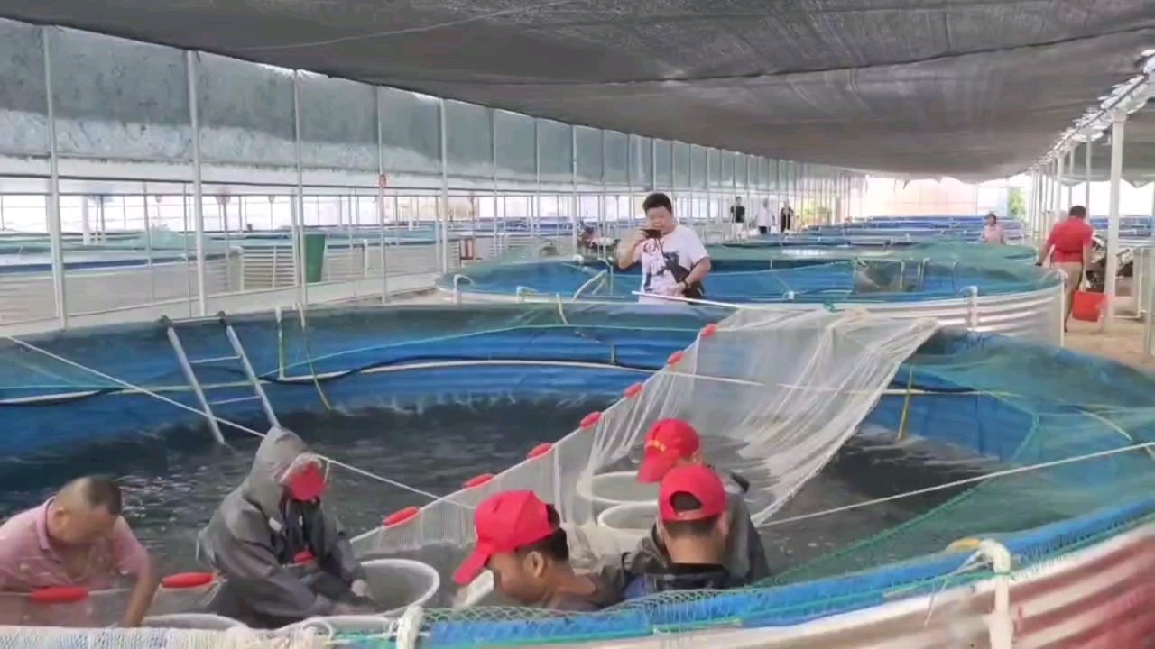 Sdm Aquaculture Pond 34000 Litre Circular Catfish Tilapia Prawn ...