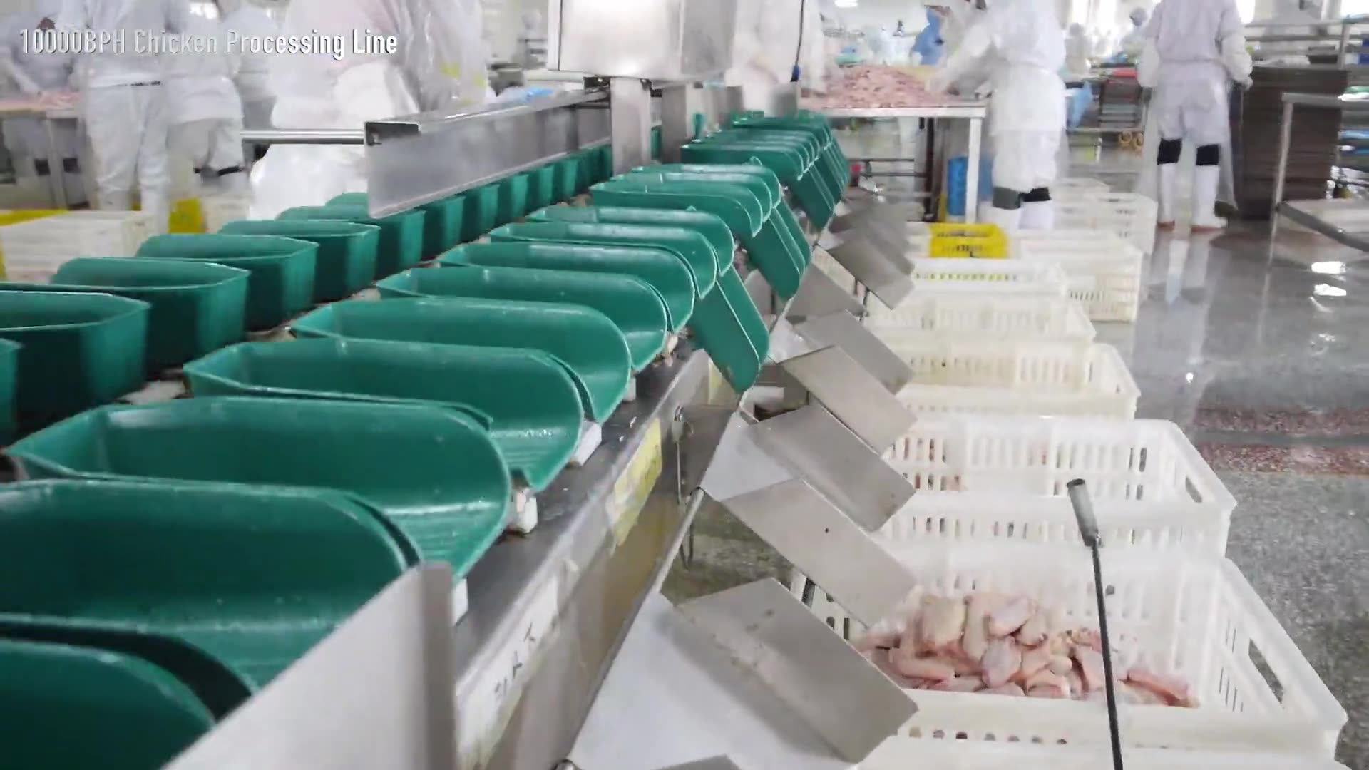 Qingdao Raniche Chicken Butchering Set Up Small Abattoir Slaughter ...