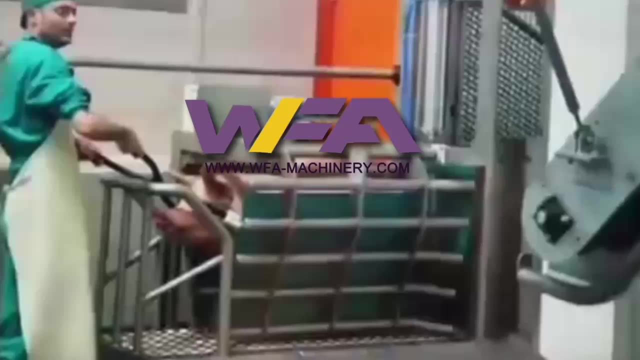 Wfa 100 Hog Slaughterhouse Equipment Abattoir Machine Live Pig Electric ...