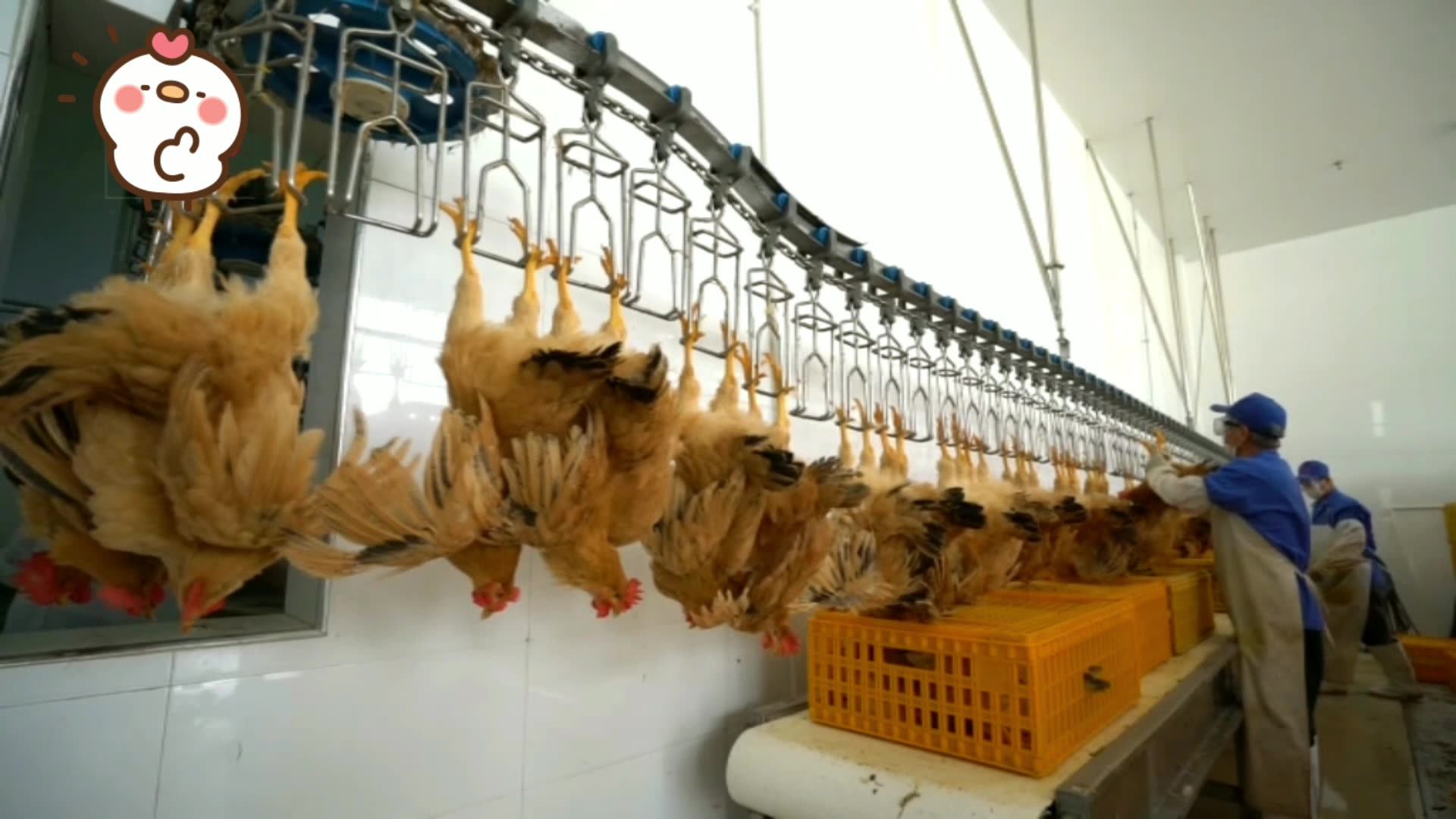 Spiral Type Poultry Carcass Chilling (pre-cooling) Machine Islamic ...