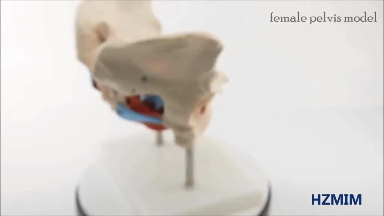 Medical Science Plastic Foot Model,Foot Joint Skeleton Model - Buy Foot ...