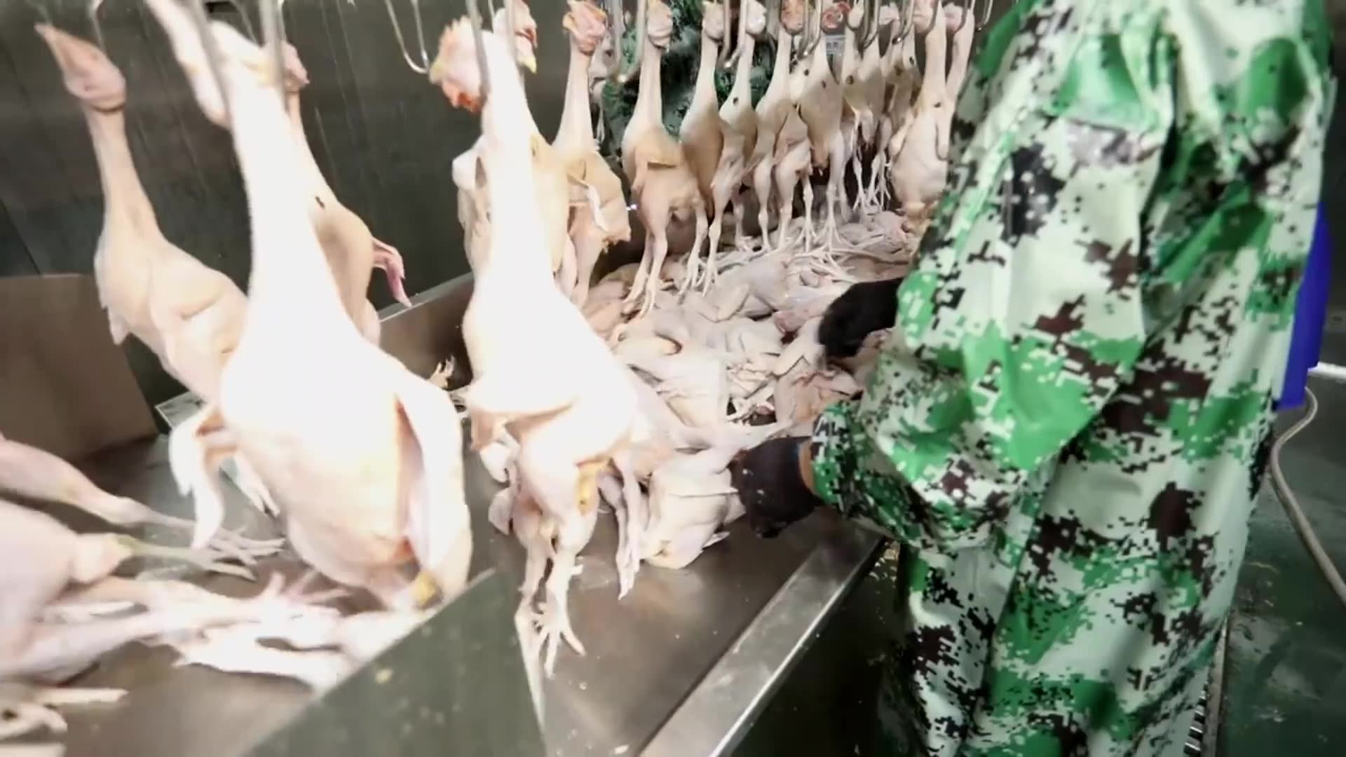 Small 200 Chickens Per Hour Halal Plucking Machine China Stainless ...