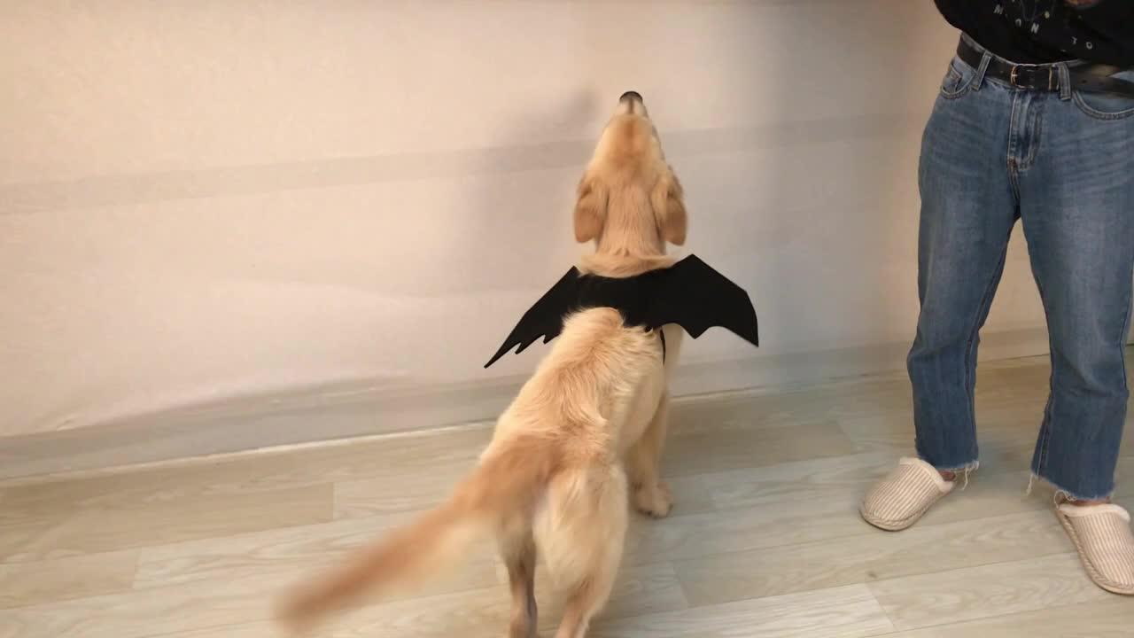 Halloween Pet Bat Wings Small Large Dog Cat Bat Costume Clothing - Buy ...