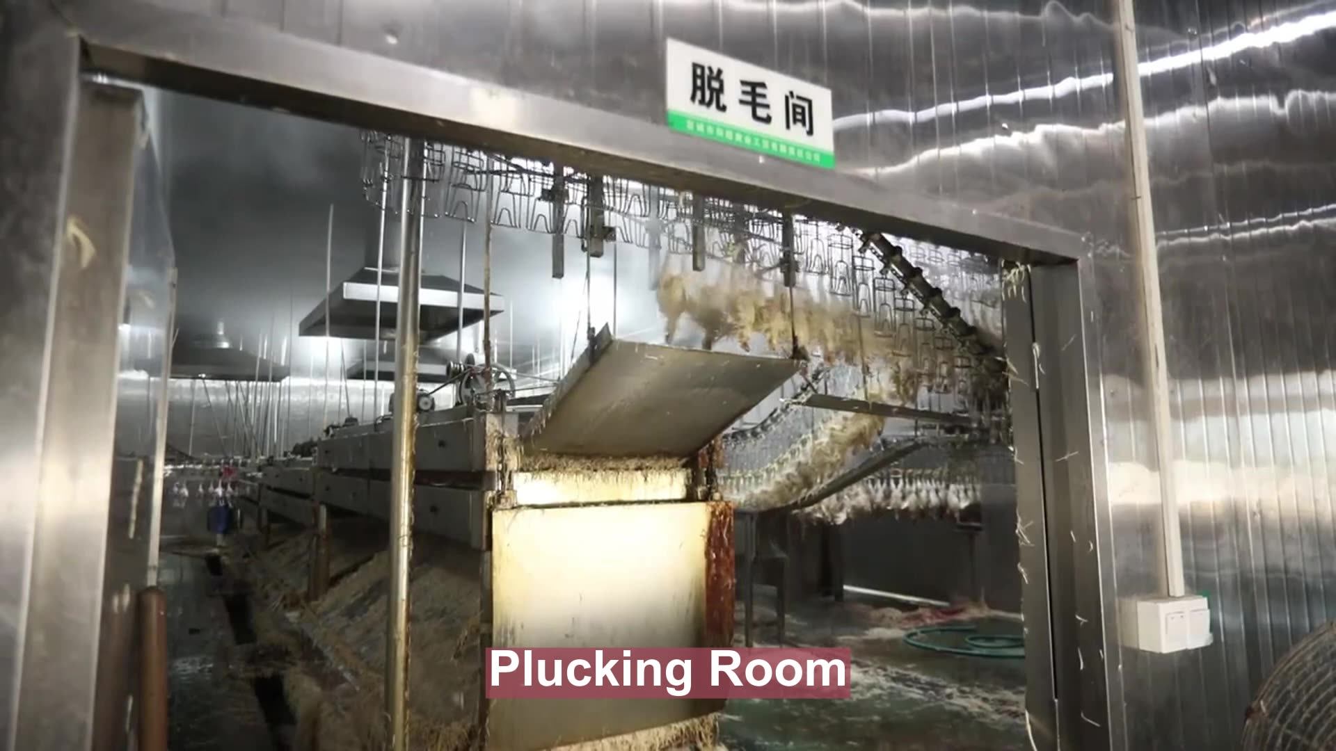 Chicken Birds Slaughterhouse Butchery Automatic Evisceration Vent ...