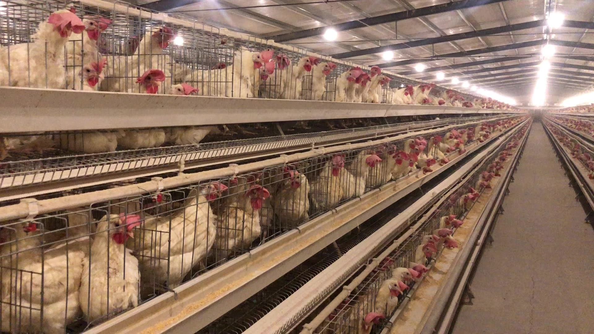 200 Birds 500 Birds Chicken Egg Layer Battery Cages For Poultry In ...