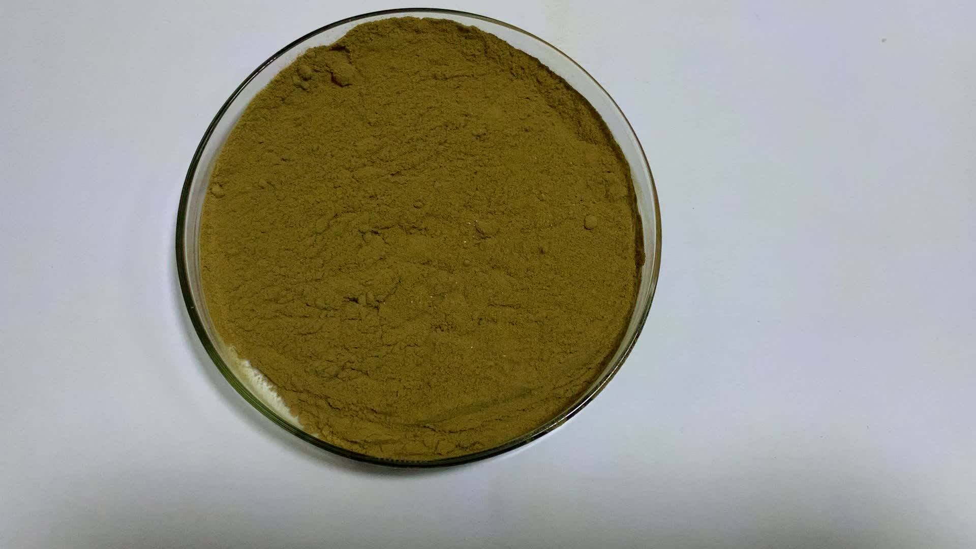 Wellgreen Chinese Angelica Root Extract Powder Angelica Acutiloba Root ...