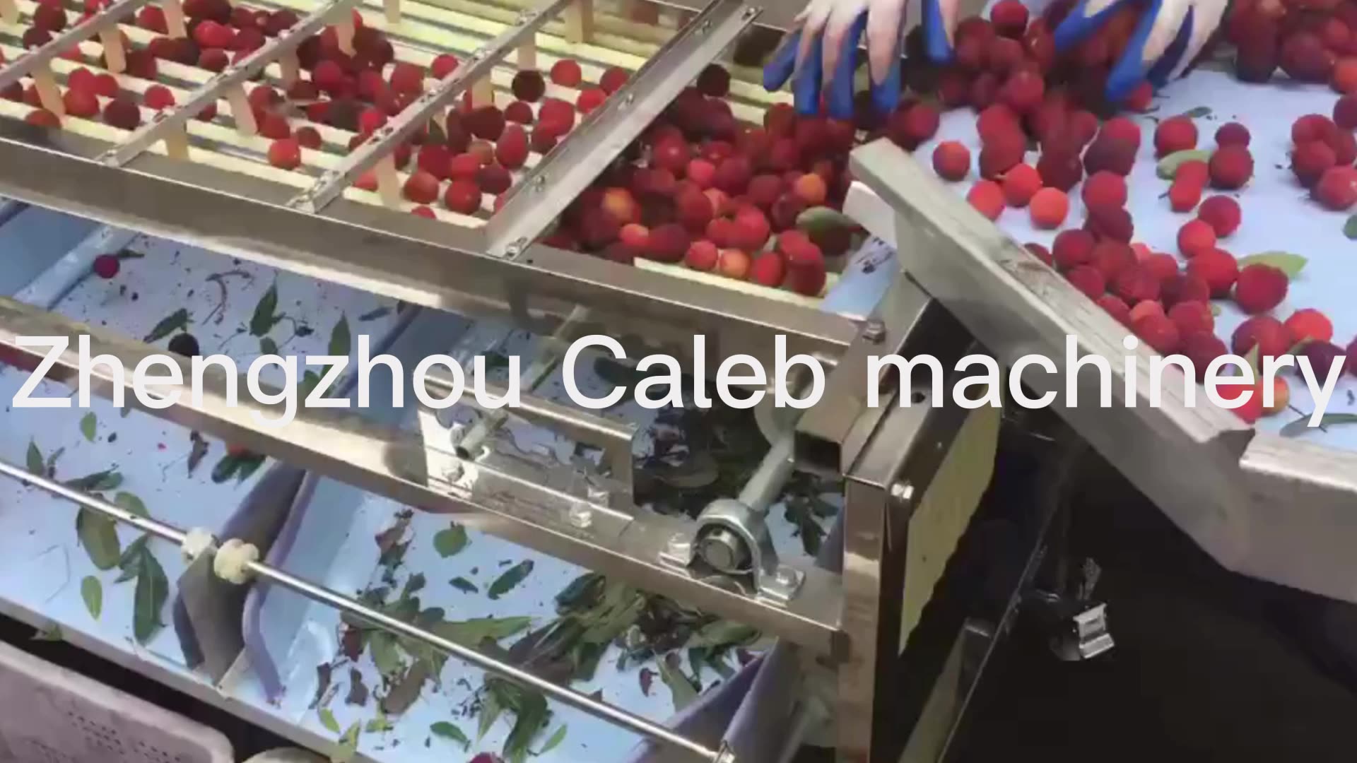 Conveyor Fruits Sorting Machine Dates Palm Berry Jujube Tomato Sorting Machine Electric Fruit