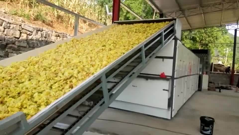 Continuous Real Cacao Spice Seed Hot Air Belt Dryer Machine Garlic ...