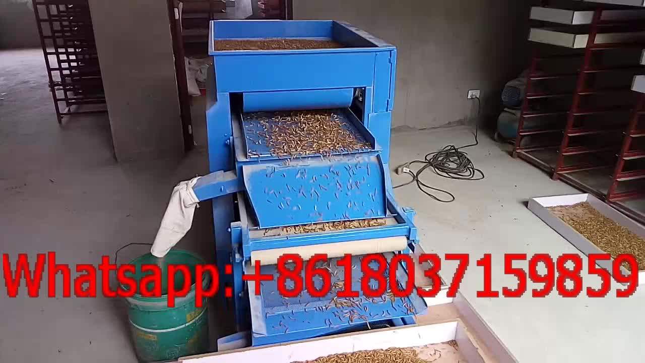 Mealworm Beetle Sorting Machine Automatic Dust-free Tenebrio Molitor ...