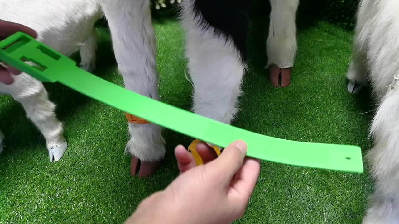 Cow Leg Band Cattle Leg Belt Neck Straps - Buy Leg Belt For Cattle,Leg ...