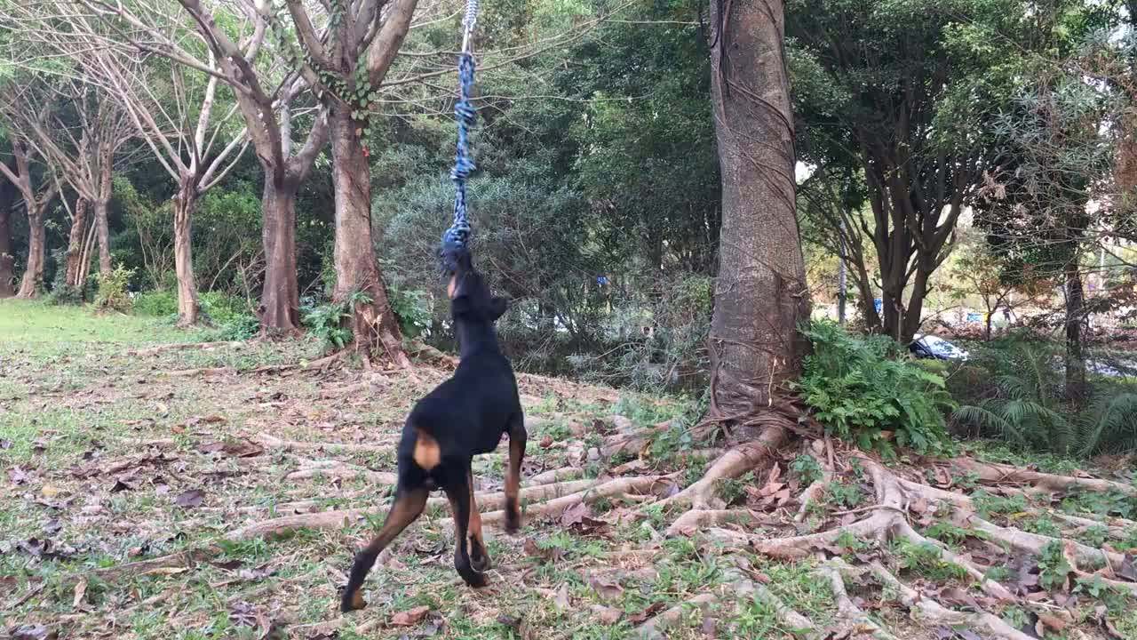 Pet Durable Stainless Steel Spring Pole Dog Rope Toys Hanging Exercise ...