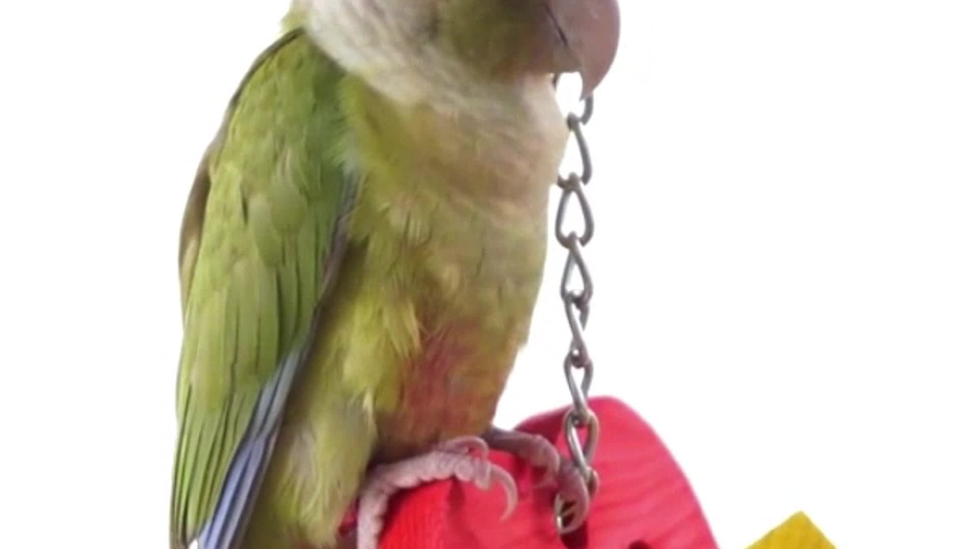 Extra Large Bird Toys Bird Chewing Parrot Toys Natural Wood Block With ...