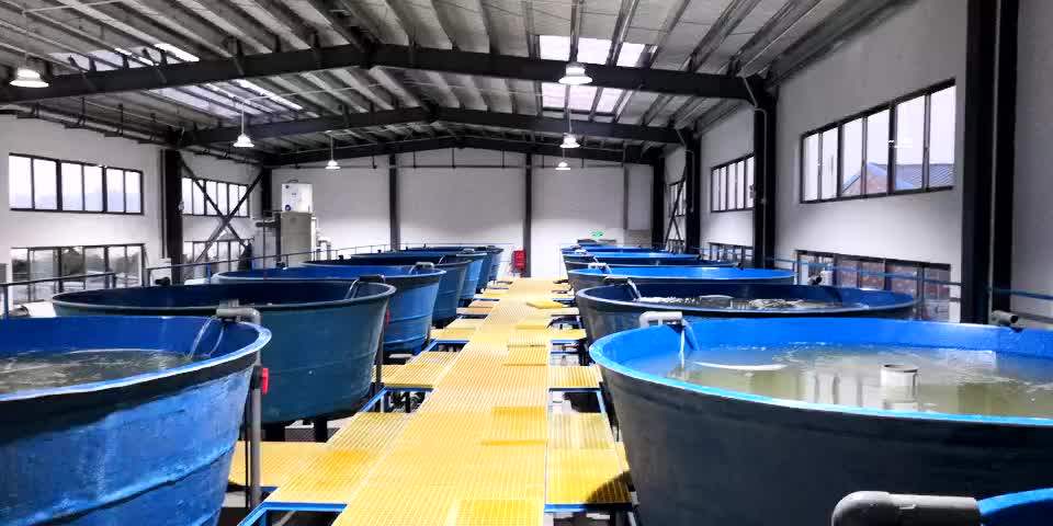 Ras Recirculating Aquaculture System Fish Farm - Buy Ras System,Ras ...