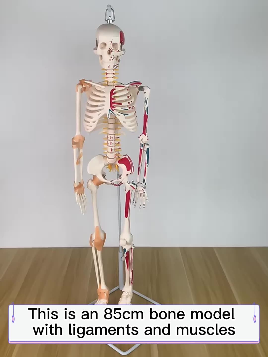 180cm Life Size Human Skeleton Medical And Science Teaching Model ...