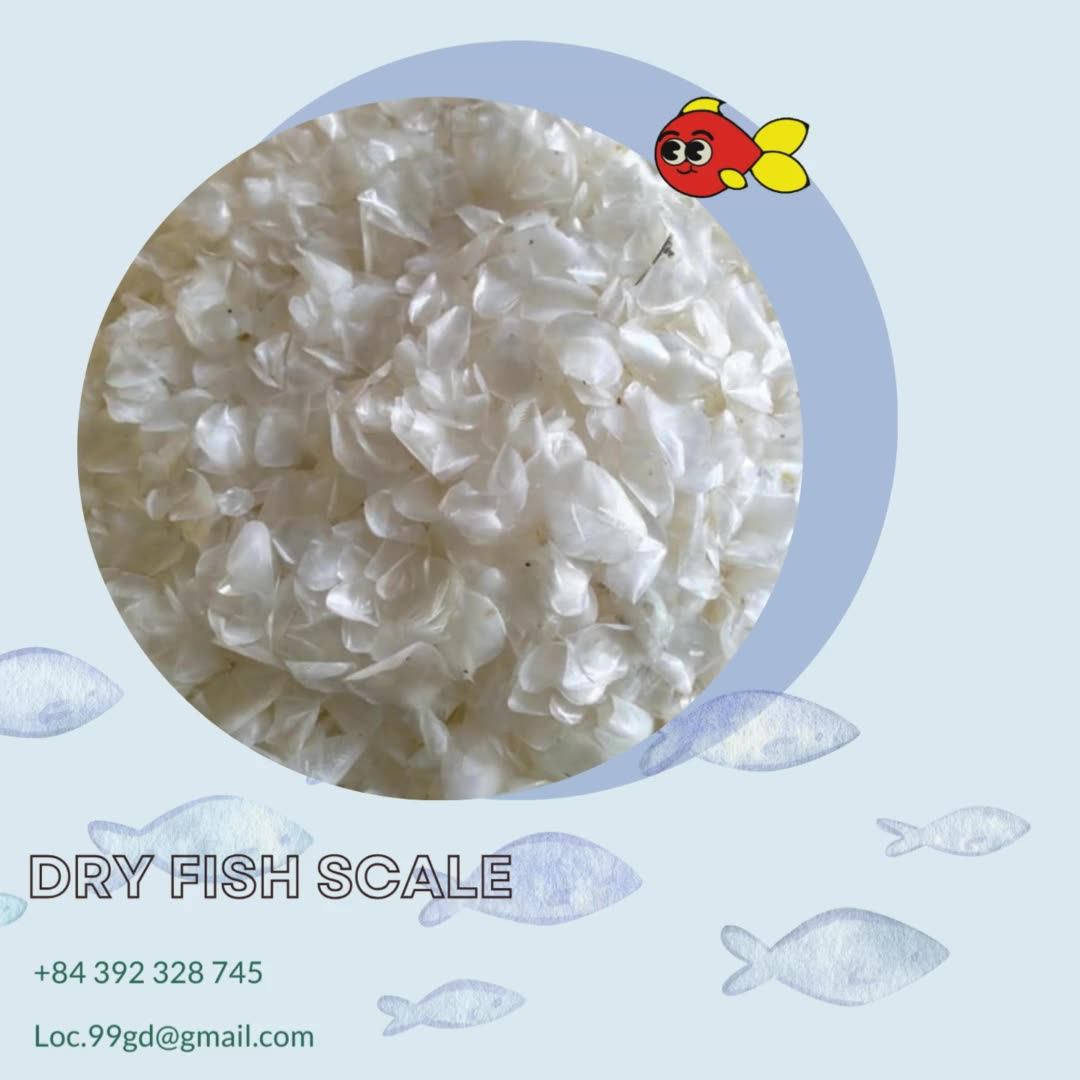 Dry Fish Scale Extract Gelatin Production - Natural Dried Tilapia Big ...