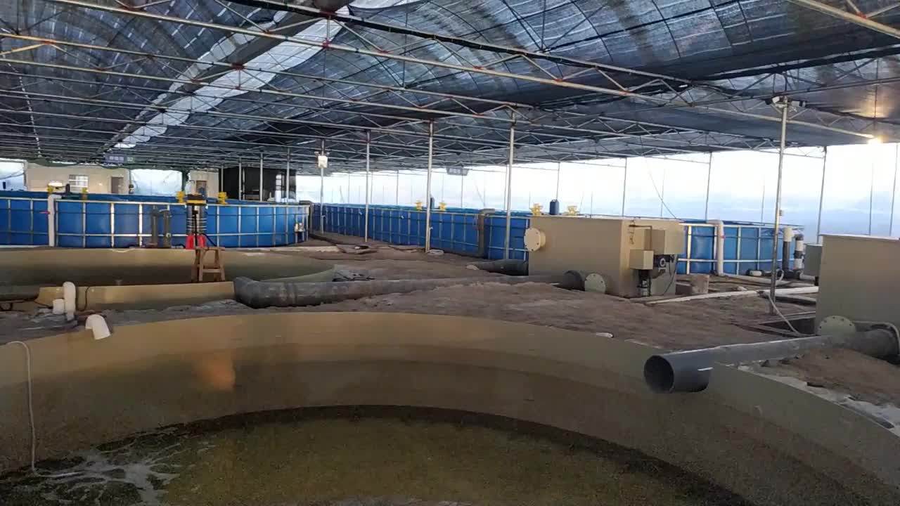 Turnkey Design For Indoor Ras Tilapia Fish Farm Recirculating ...