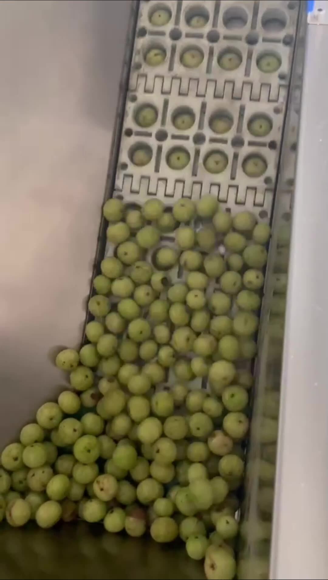 Fresh Olive Pitting Machine Plum Seed Removing Machine Cherry Hawthorn ...