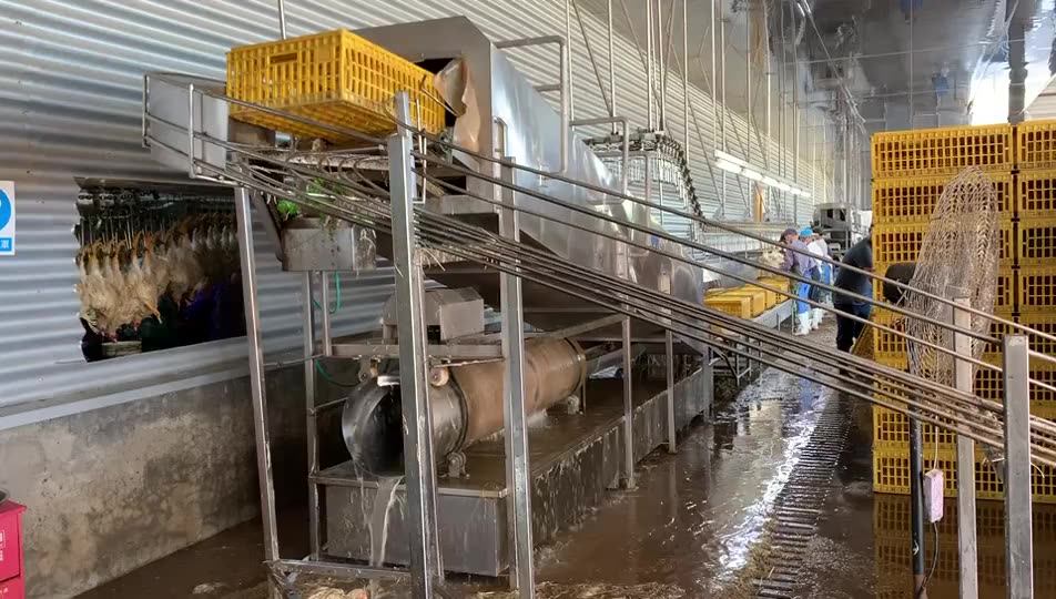 Automatische Kip Slachten Apparatuur Slachten Huis Gebruik Voor ...