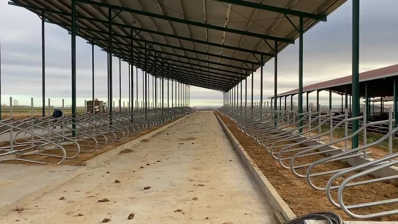 Dairy Cattle Housing Design Hot Dip Galvanized Cow Free Stall Cattle ...