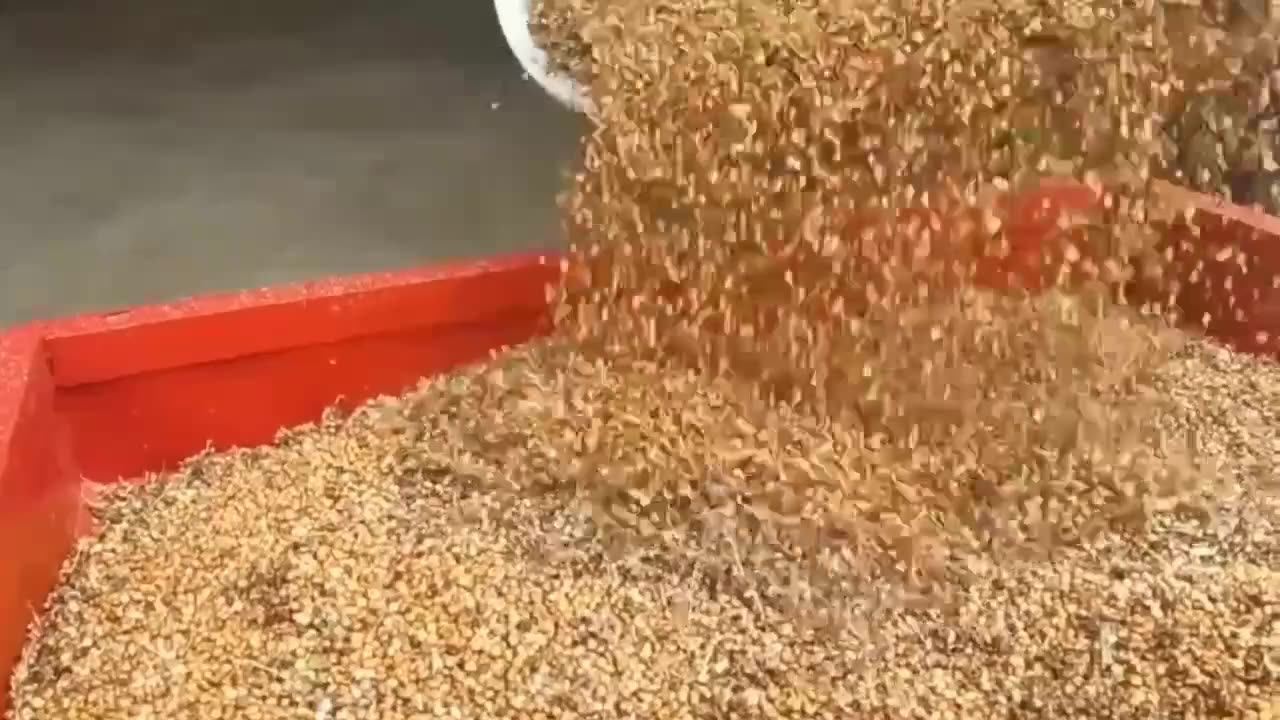 Electric Grain Thrower Screening Machine Small Grain Winnowing/winnower ...