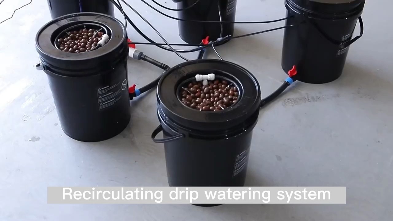 Dwc Recirculating Drip Hydroponic System 5 Gallon Clone Bucket ...