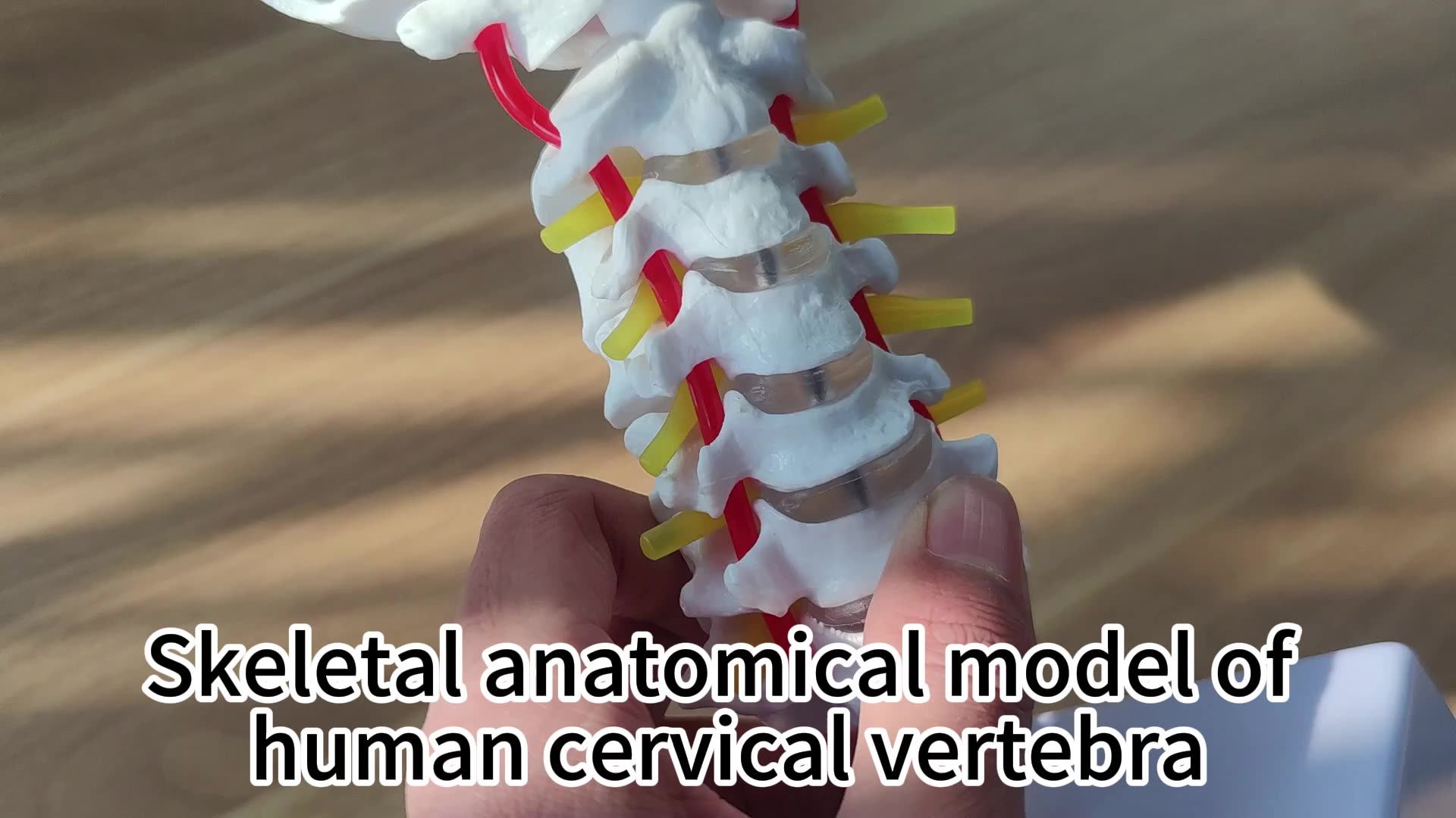 Medical Science Human Cervical Model Cervical Vertebral Column With ...