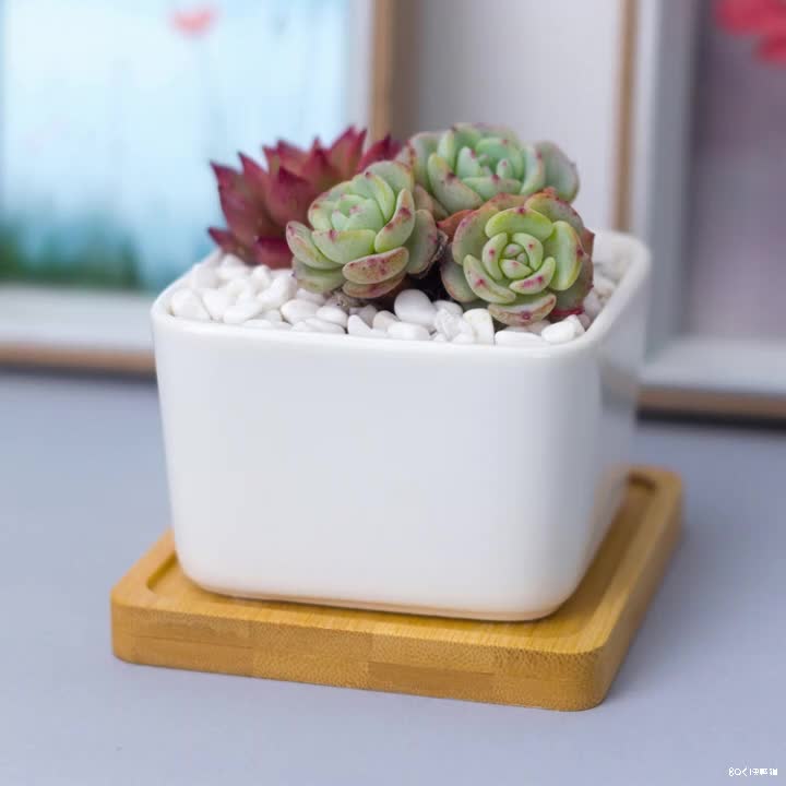 Custom White Mini Ceramic Square Succulent Planter Flower Pot Buy