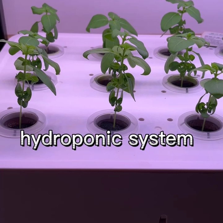 Grow Sponges 50pack-ph Balanced Hydroponics Sponges Made Of Eco ...