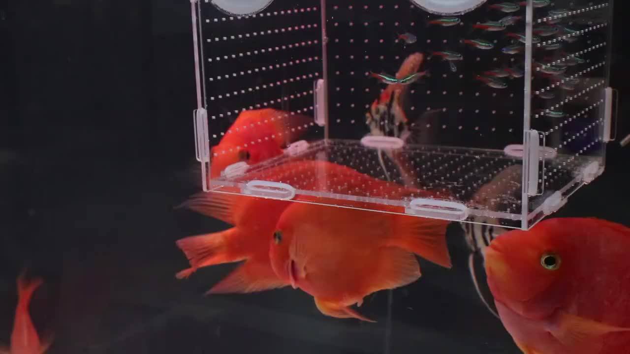 Plastic Fish Tank Betta Tank Betta Cage Rumble Fish Box Fish Breeding ...