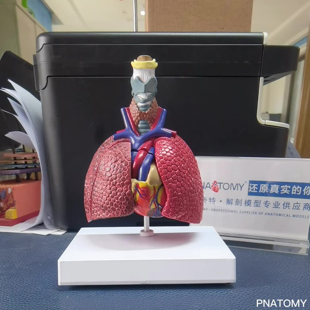 Respiratory System Model Larynx Cardiopulmonary Anatomy Teaching Tool ...