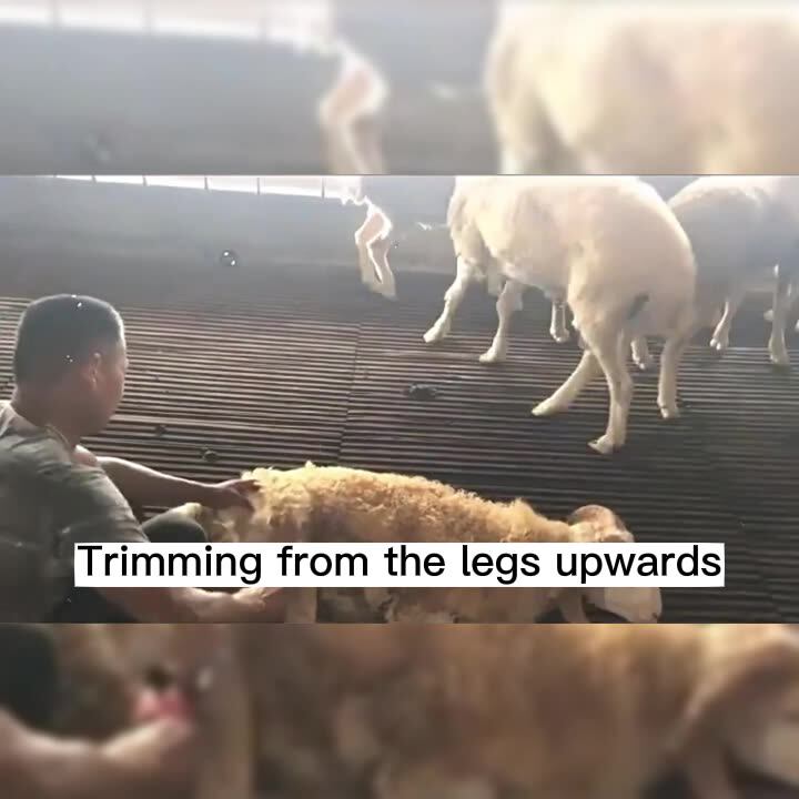 Portable Sheep Shearing 900w High Power Electric Sheep Shearing Machine ...