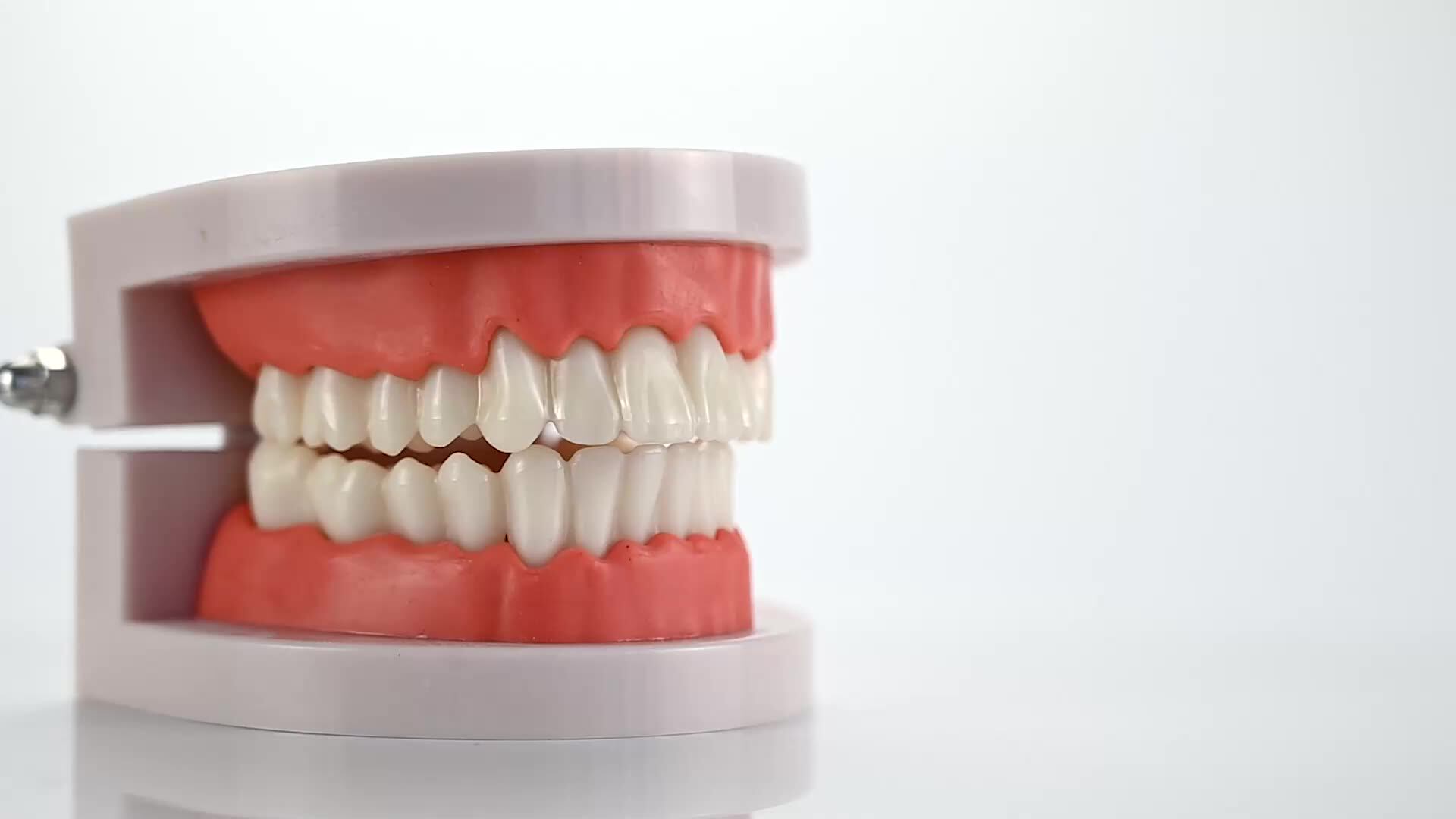 Factory Wholesale 28 Teeth Model Practical False Dental Tooth Model For ...